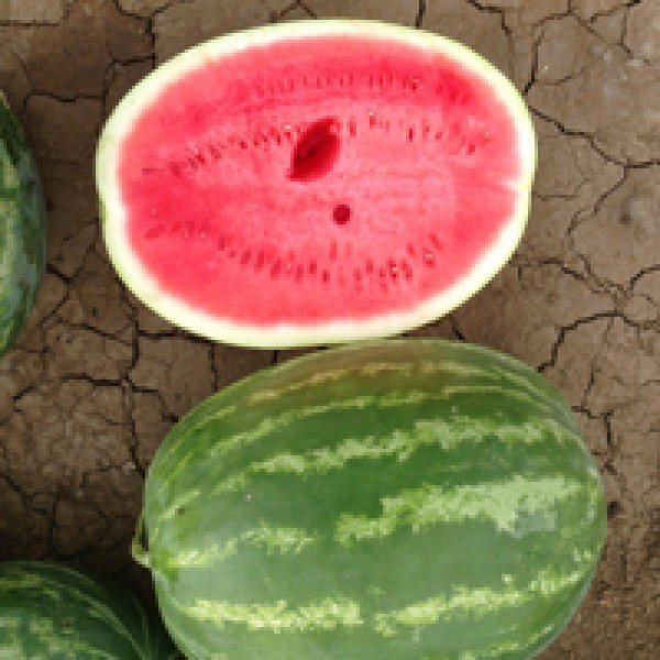 SV0051WA Watermelon SEMINIS