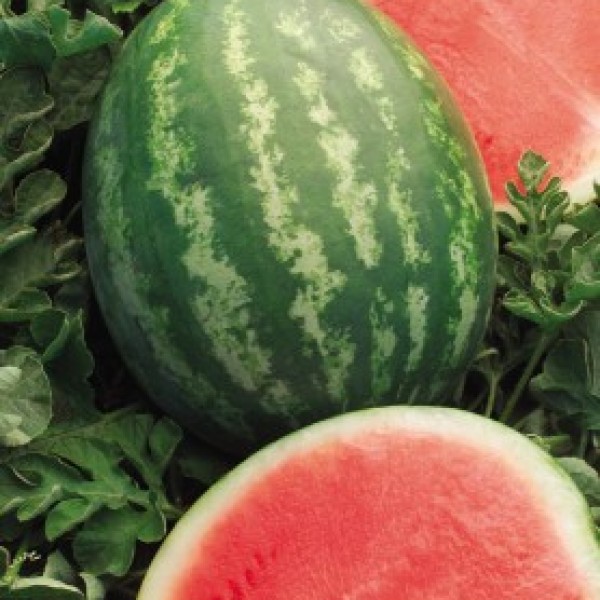 SV0241WA Watermelon SEMINIS