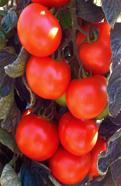 PINNACLE Tomato SEMINIS