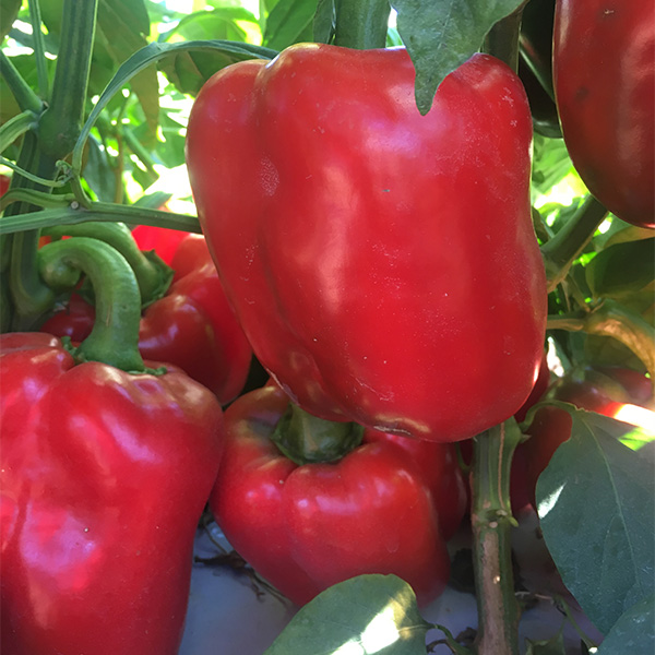 HALIFAX Pepper SEMINIS