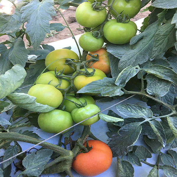HUMMOCK Tomato SEMINIS