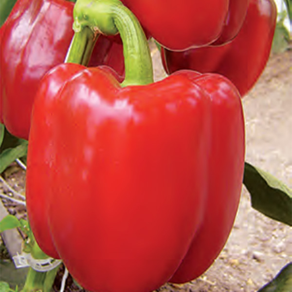 MAXIMINUS Pepper SEMINIS
