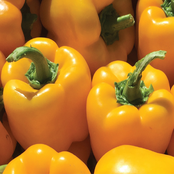 SVPB8193 Pepper SEMINIS