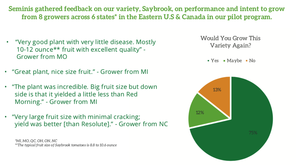SAYBROOK Tomato SEMINIS