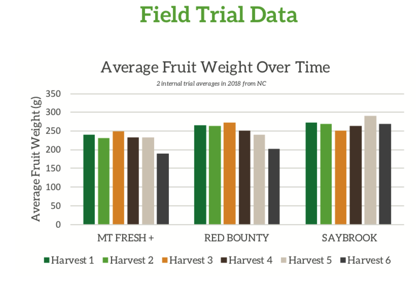 SAYBROOK Tomato SEMINIS