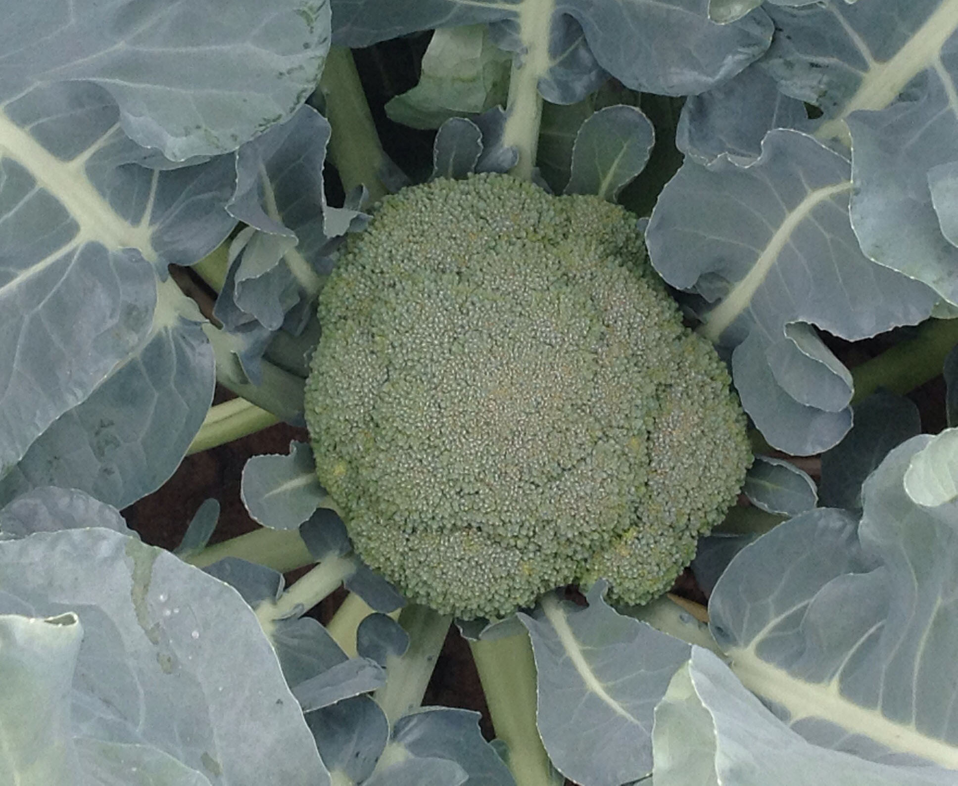ABRAMS Broccoli SEMINIS
