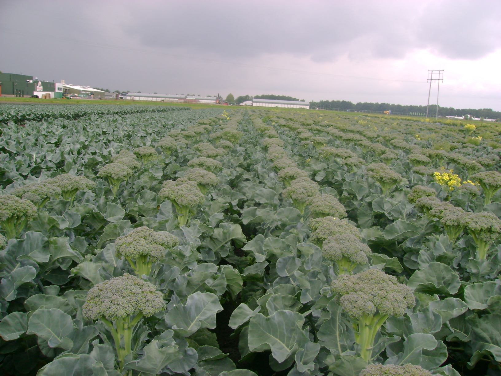 TITANIUM Brócoli SEMINIS