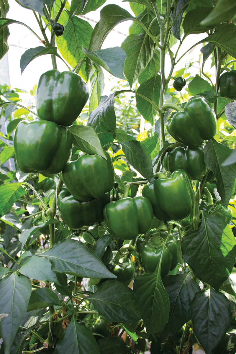 MAGISTRAL Pimentão SEMINIS