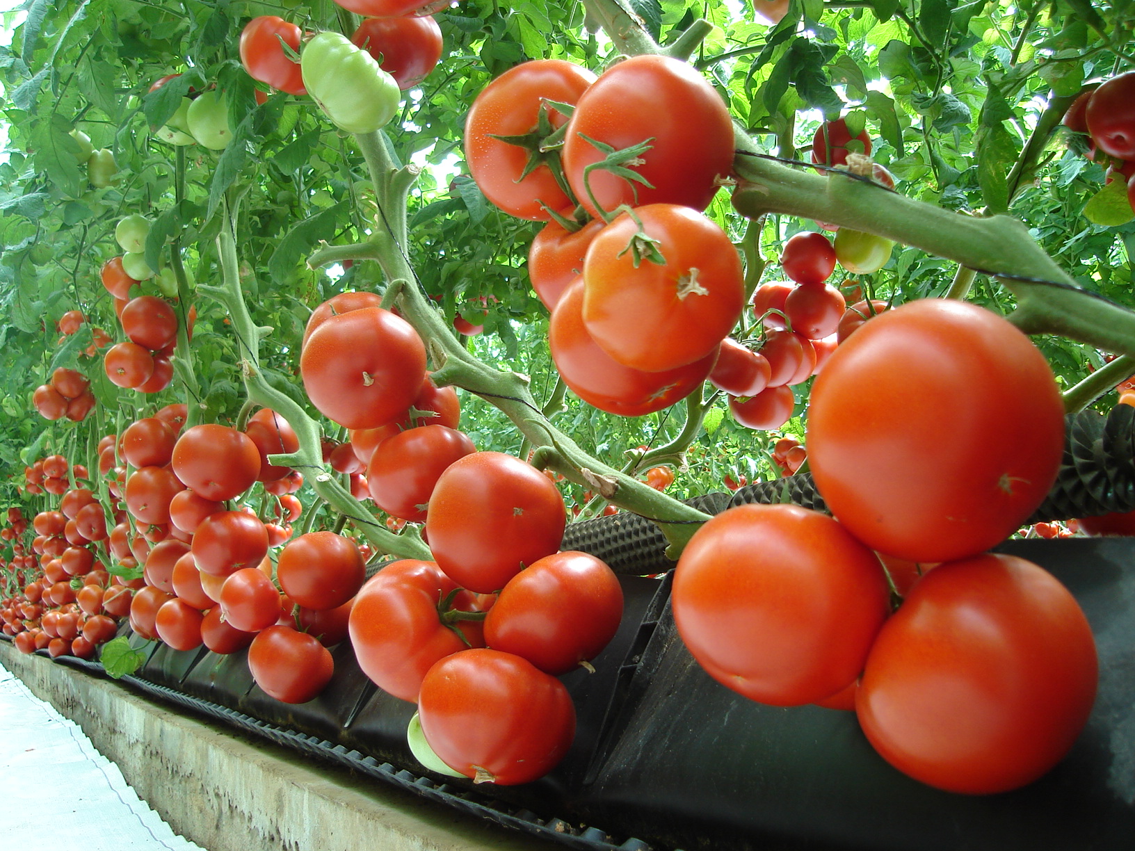 COMPACK Tomate SEMINIS