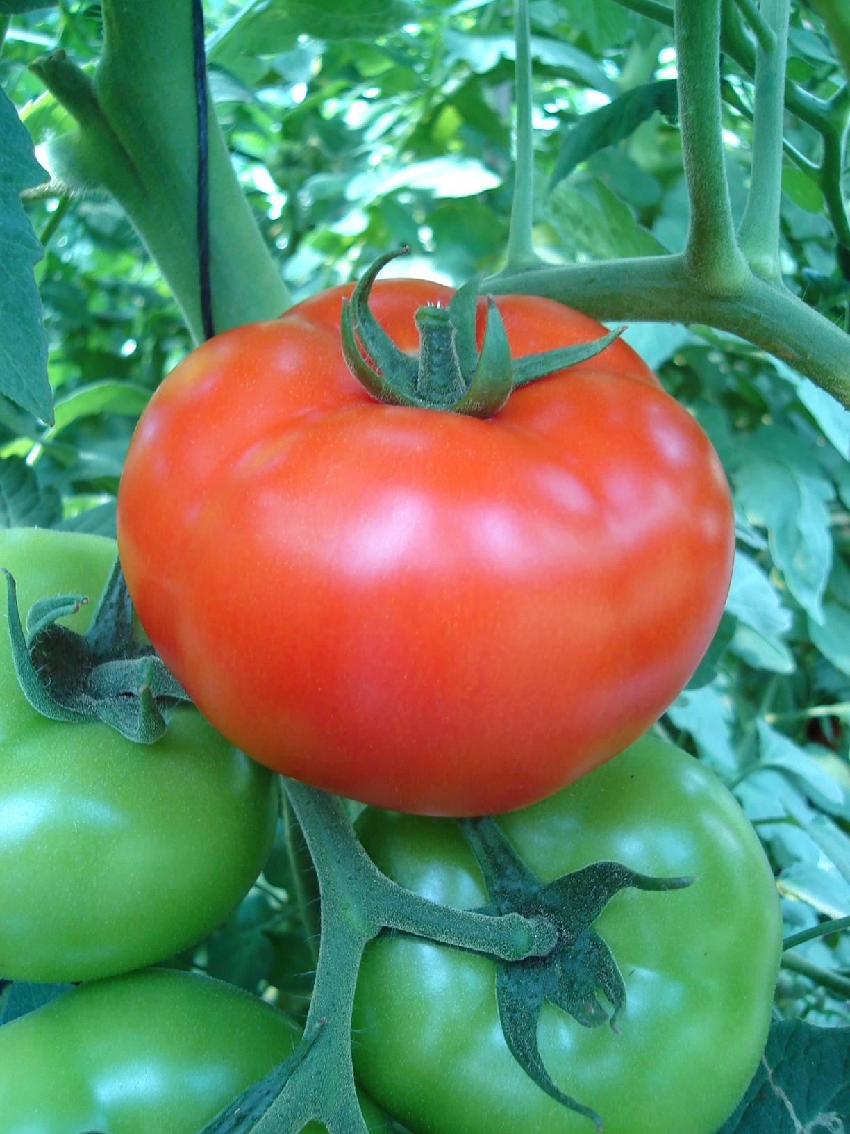 COMPACK Tomate SEMINIS