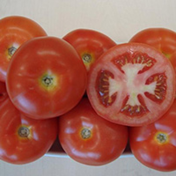 ENTICE Tomato SEMINIS