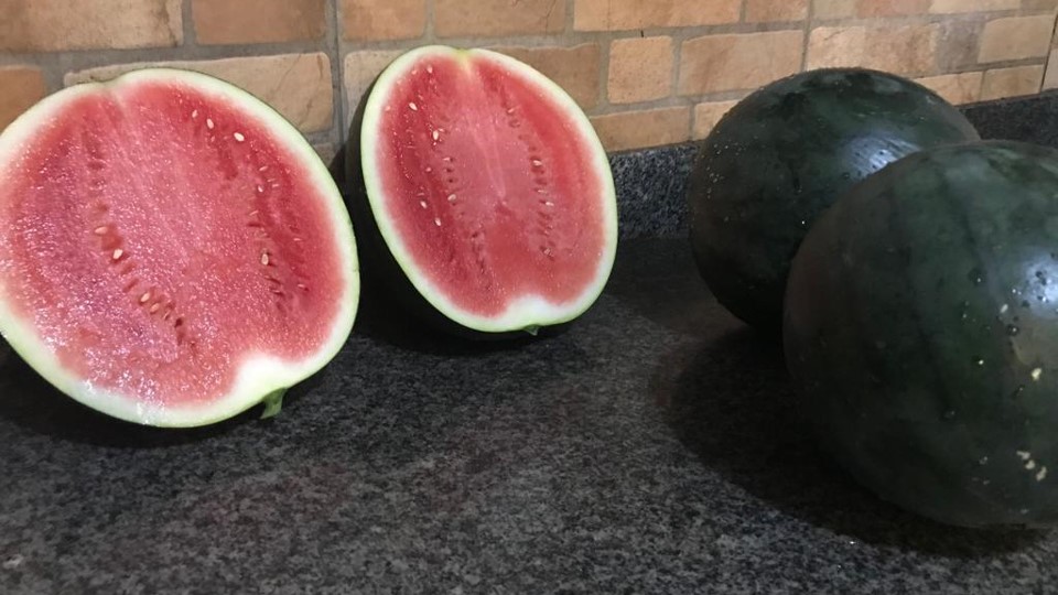 FENWAY Melancia SEMINIS