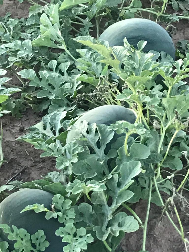 FENWAY Melancia SEMINIS