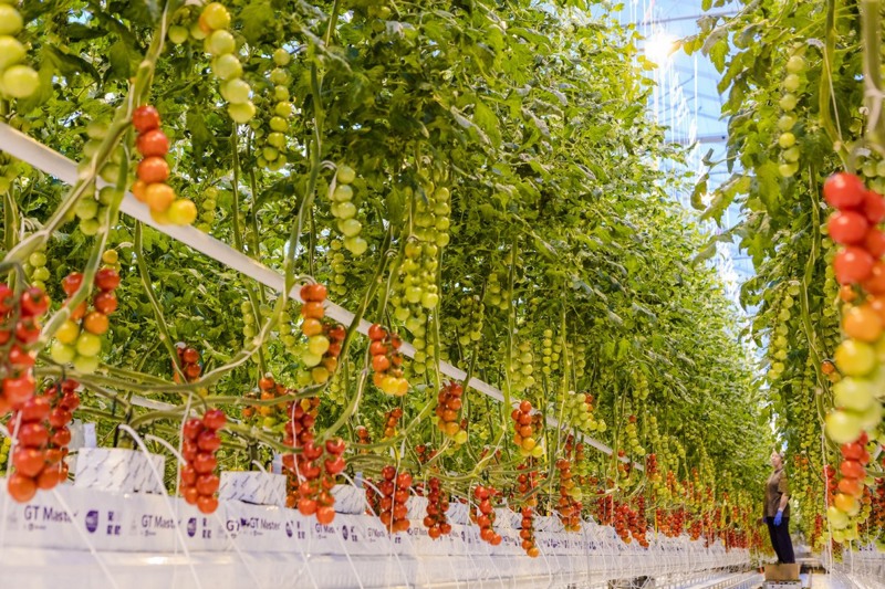 Die zwei in der Studie vertretenen ToBRFV-resistenten Sorten der Marke ...