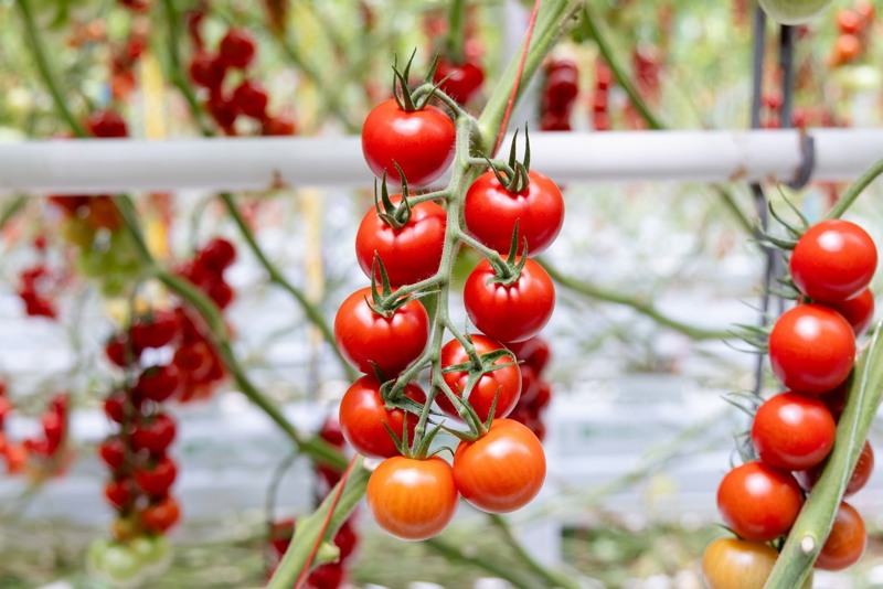 Die zwei in der Studie vertretenen ToBRFV-resistenten Sorten der Marke ...