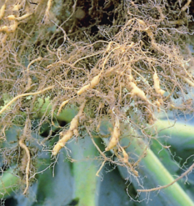 Nemátodo agallador (Meloidogyne)