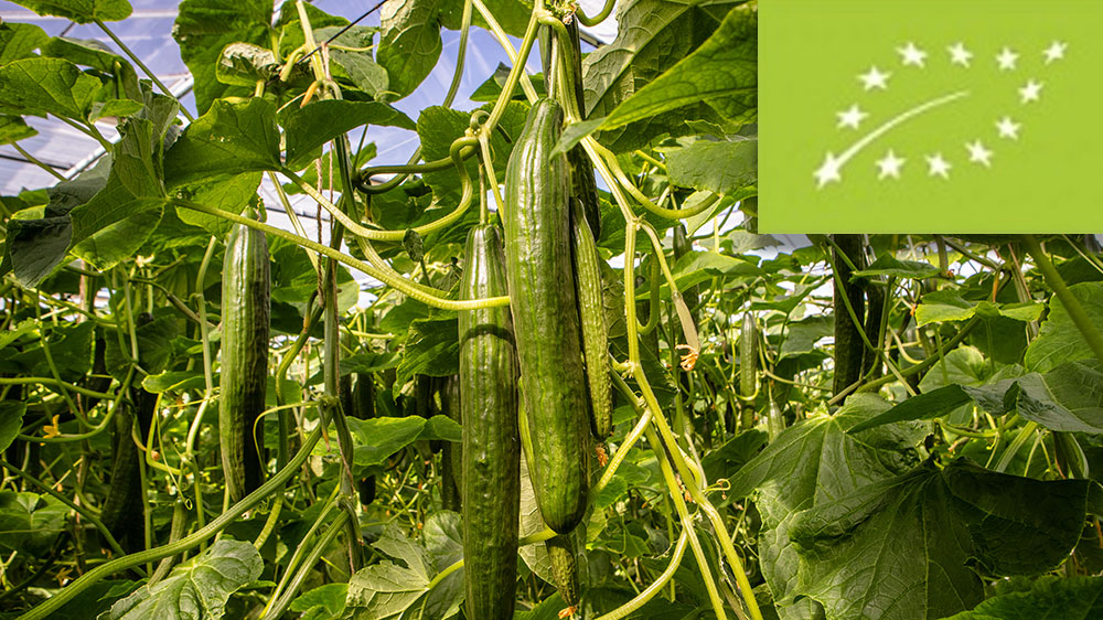 Bayer va lancer un portefeuille de semences potagères biologiques