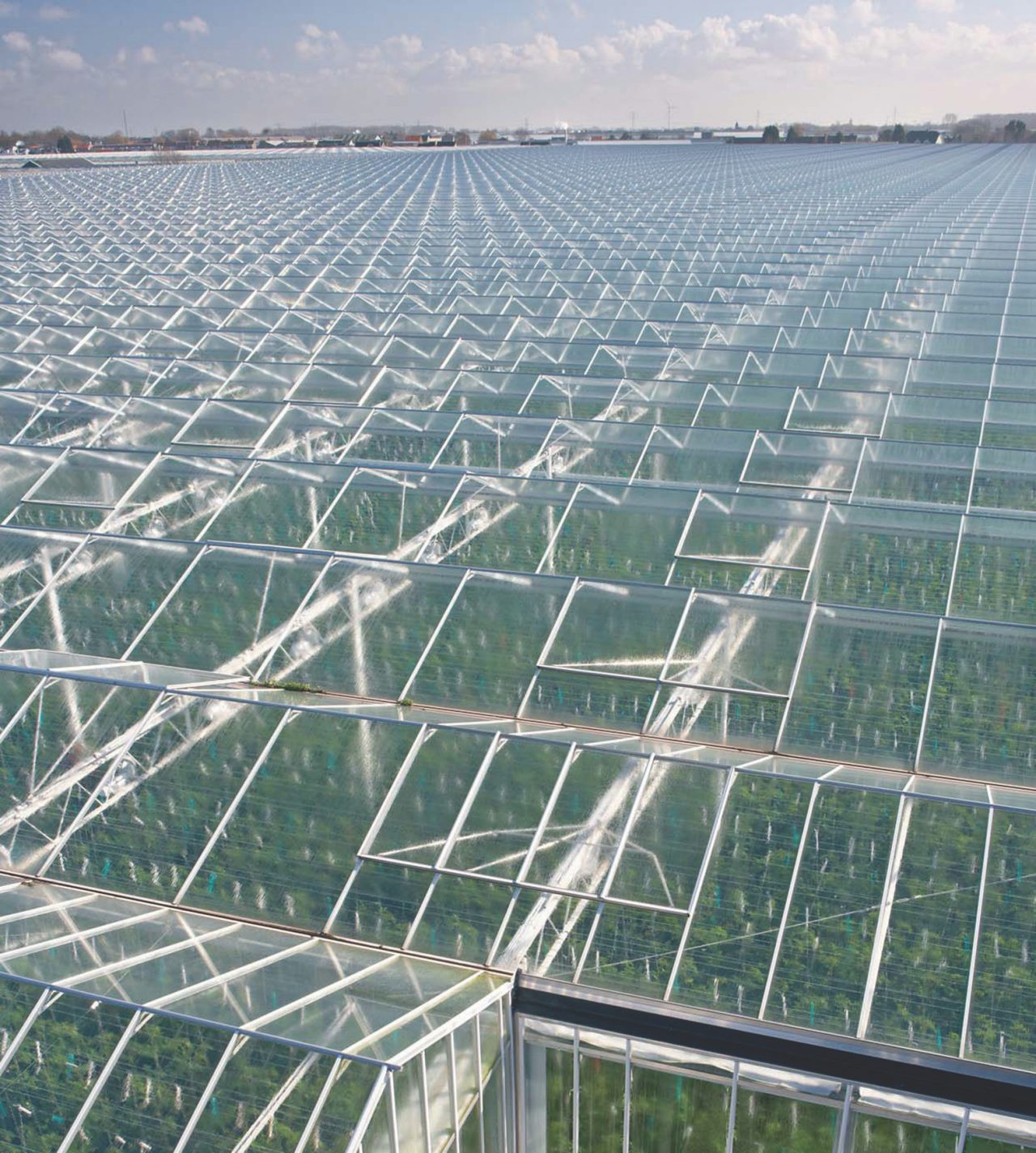 L’histoire des porte-greffes De Ruiter