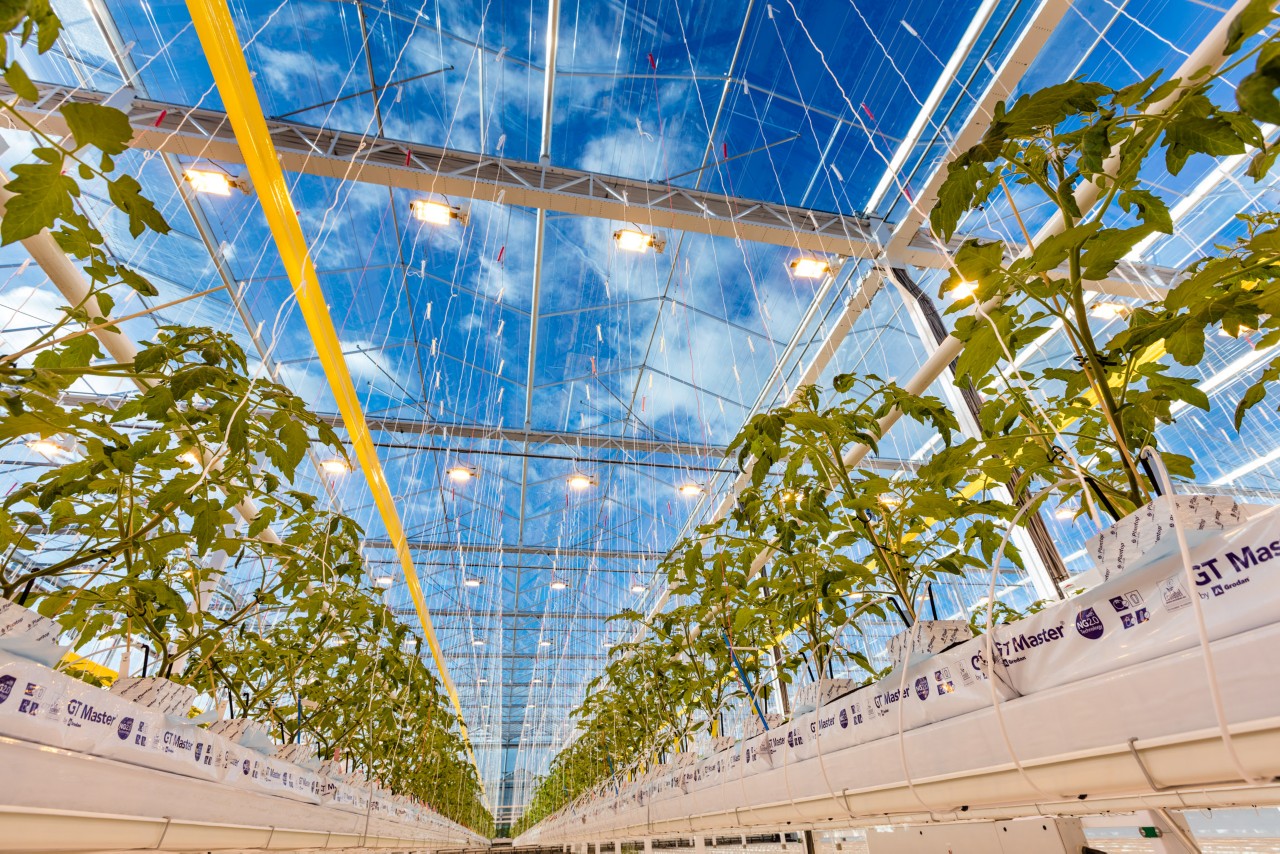 L’histoire des porte-greffes De Ruiter