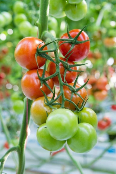 Completo : la tomate idéale pour le conditionnement