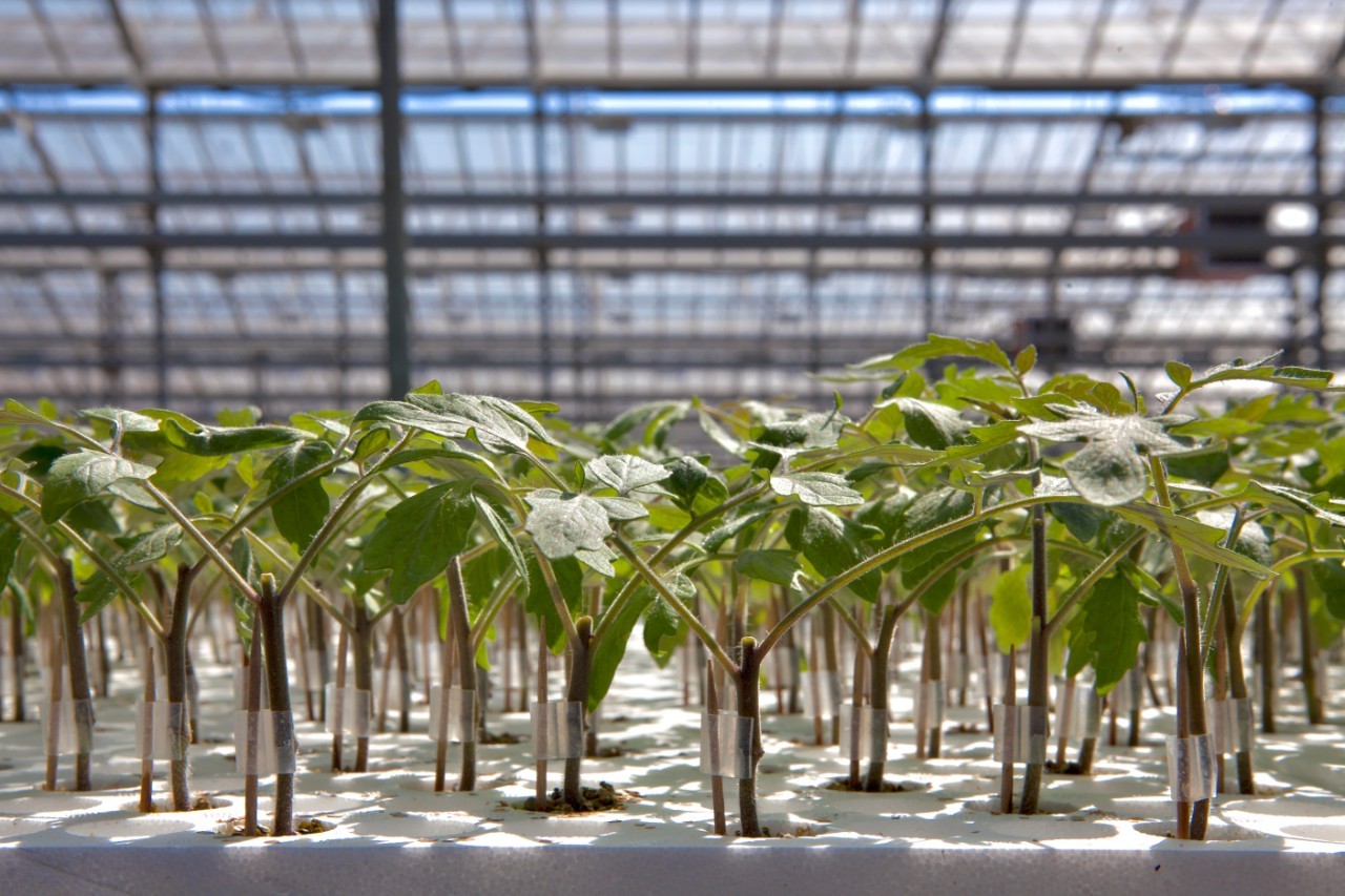 De Ruiter Rootstock Revolutionises the Vegetable Industry