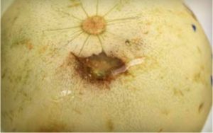 Bacterial Fruit Rots