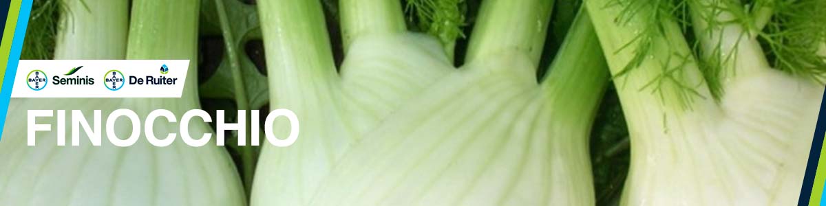 Sementi per Finocchio, scarica le nostre guide | Vegetables di Bayer