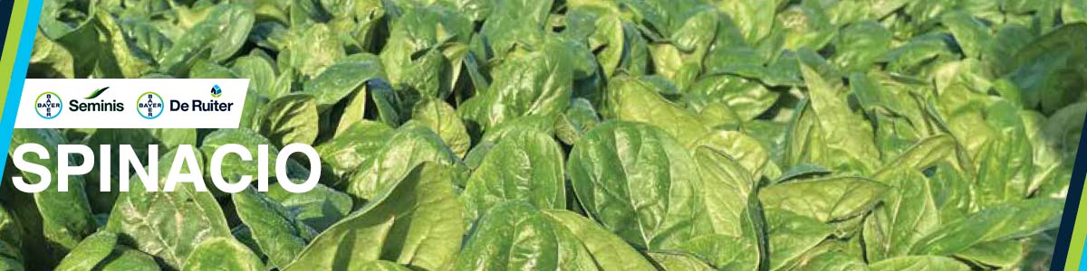 Sementi per Spinacio, scarica le nostre guide | Vegetables di Bayer