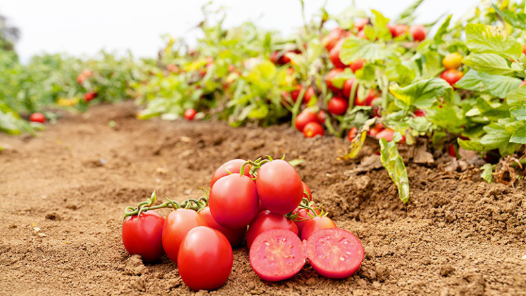 Il Rosso by Bayer: qualità, sostenibilità e innovazione digitale per la ...