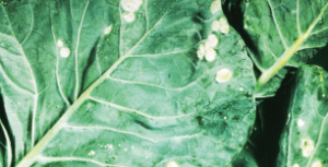 is white rust harmful