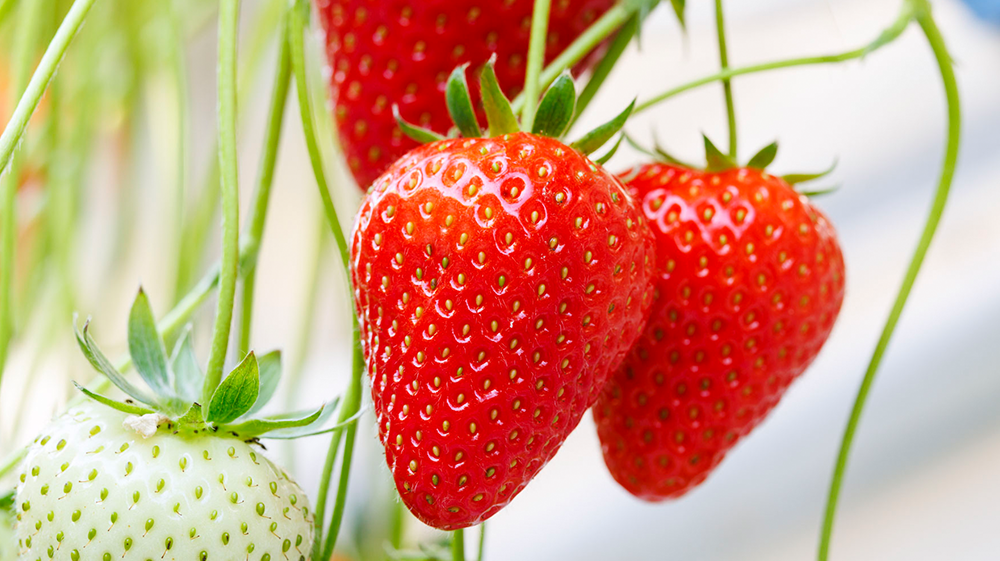 Sweet news from Bayer: introducing De Ruiter's first strawberry variety