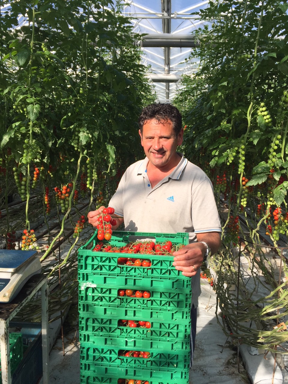 Matching Rootstocks to Specific Crop Challenges