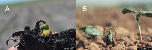 Damping Off In Vegetables