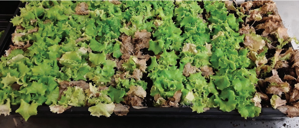 Fusarium Wilt of Lettuce