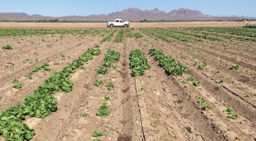 Fusarium Wilt of Lettuce