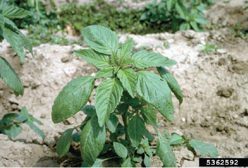 Managing Pigweed in Vegetable Crops