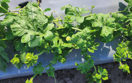 New Watermelon Viruses