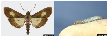 Pickleworm and Melonworm on Squash