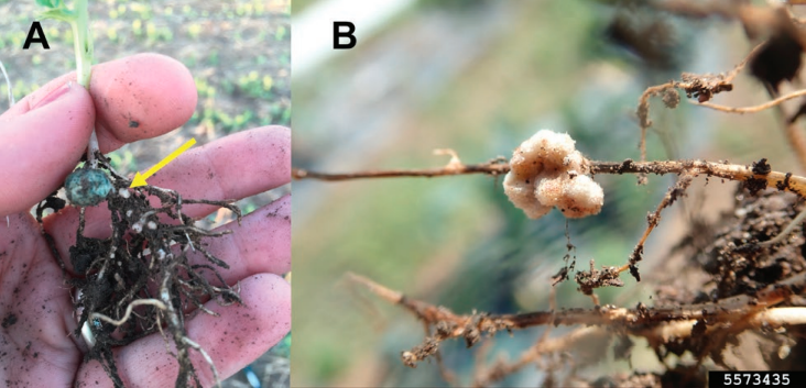 Is Rhizobium Inoculation Needed for Garden Beans?