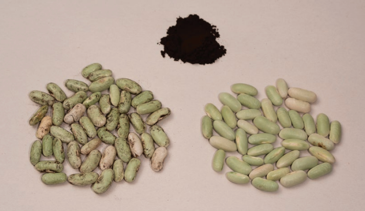 Is Rhizobium Inoculation Needed for Garden Beans?