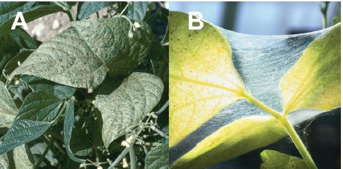 Spider Mites on Vegetable Crops