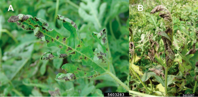 Watermelon Downy Mildew