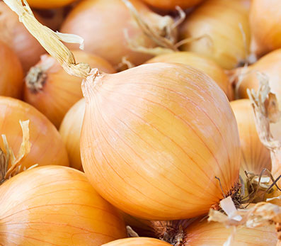 Nasiona cebuli - Seminis i De Ruiter | Vegetables Bayer