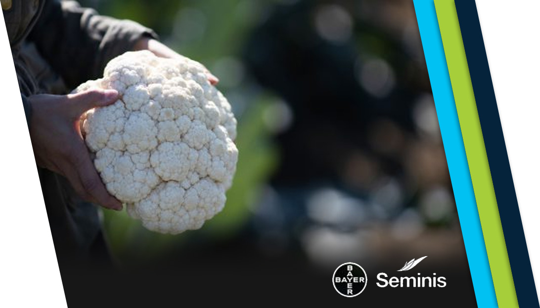 Bienvenidos | Selecciones de semillas de hortalizas de alta calidad ...