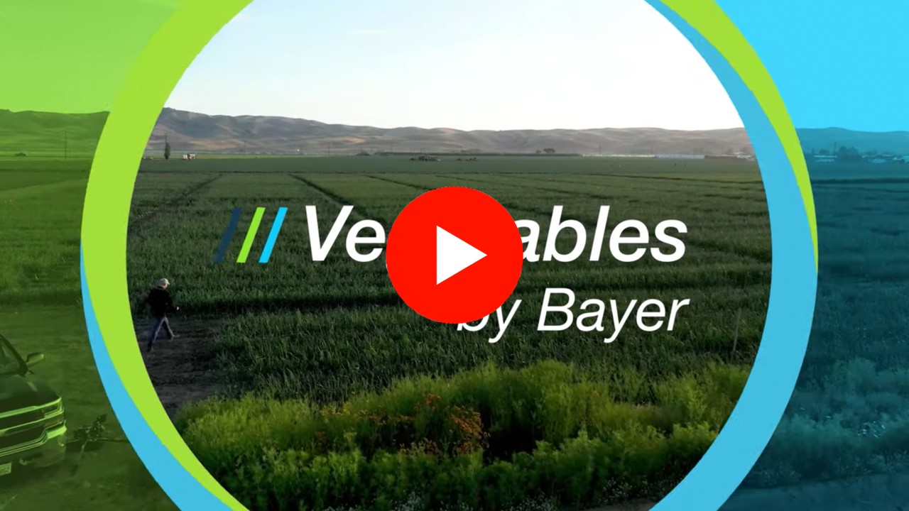 Bienvenidos | Selecciones de semillas de hortalizas de alta calidad ...