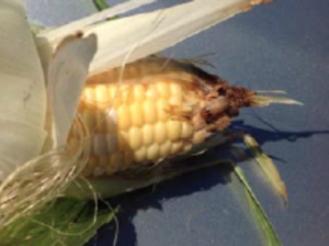 Insectos del maíz dulce desde mediados hasta finales de temporada