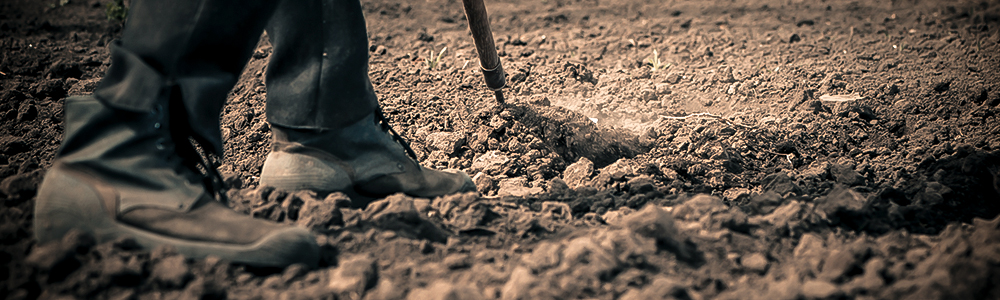 ¿Qué es la virosis y cómo manejarla?