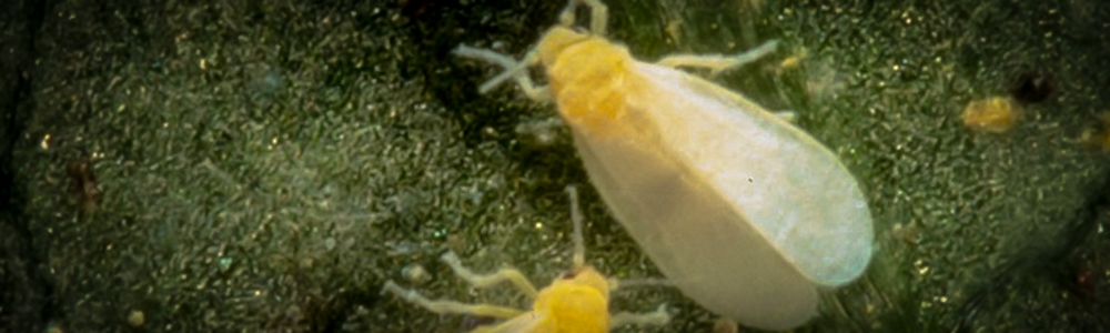 ¿Qué es la virosis y cómo manejarla?