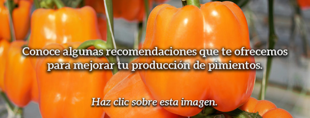 Tres consejos para comenzar eficientemente tu siembra de pimiento