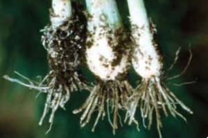 Sclerotium rolfsii (teleomorf: Athelia rolfsii)